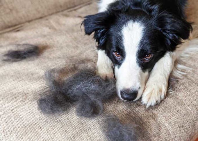 Dogs Jumping on Furniture and How To Make Them Stop – Top Dog Tips