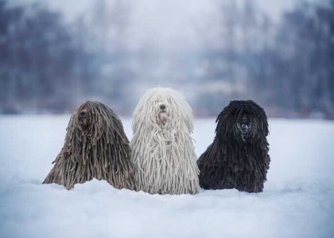 Puli Dog Breed Profile – Top Dog Tips