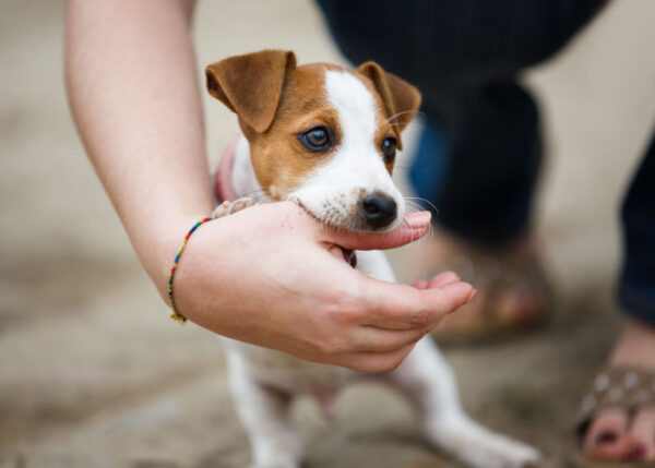 Dog Mouthing: Why Is My Dog Doing It & How Can I Stop it? – Top Dog Tips