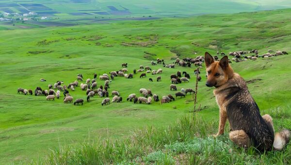 Working Dog Breeds: 10 Best Hardworking Canines