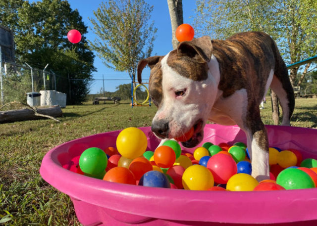 Do You Tip In Dog Daycare?—Do’s And Don’t When Tipping in Dog Daycare