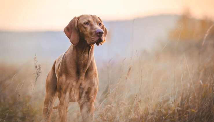 Meet These 11 Popular Hound Dog Breeds – Top Dog Tips