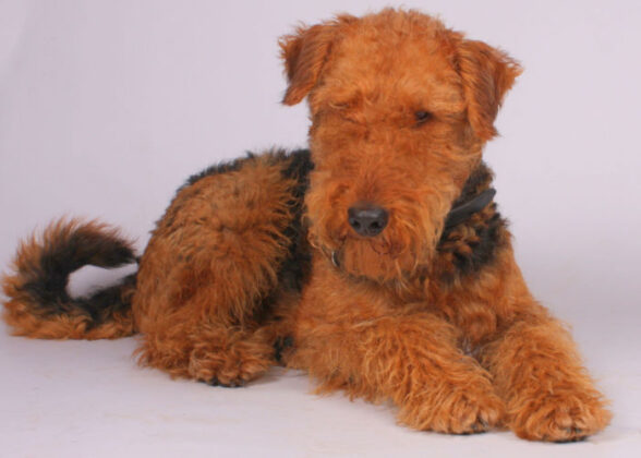 Airedale Terrier Dog Breed Profile – Top Dog Tips