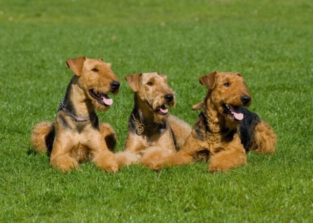 Airedale Terrier Dog Breed Profile – Top Dog Tips