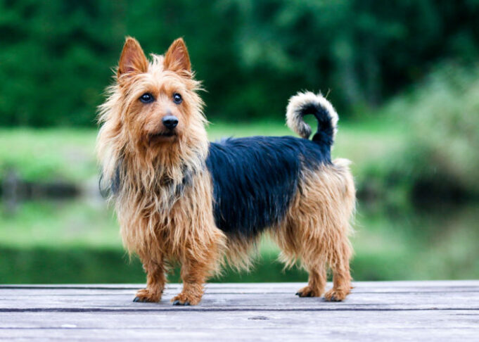 25 Most Affordable Low-Cost Dog Breeds That Anyone Can Adopt