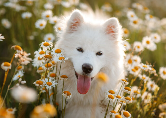 35 Most Beautiful Dog Breeds in the World – Top Dog Tips