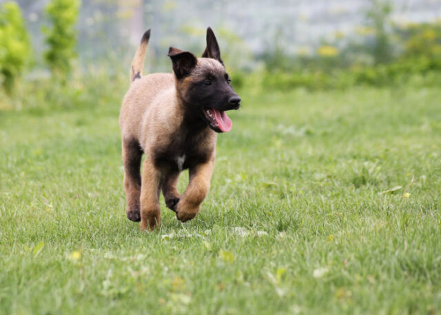 Belgian Malinois Dog Breed Profile – Top Dog Tips