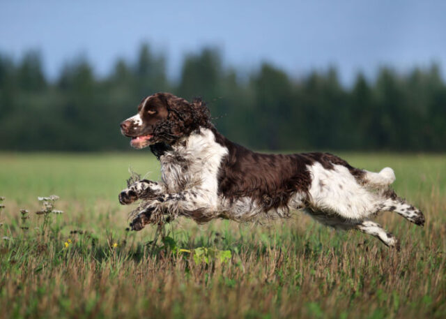 English Springer Spaniel Dog Breed Profile – Top Dog Tips
