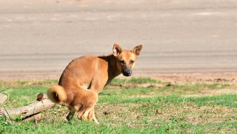 Foamy Dog Poop: Should You Be Worried? – Top Dog Tips
