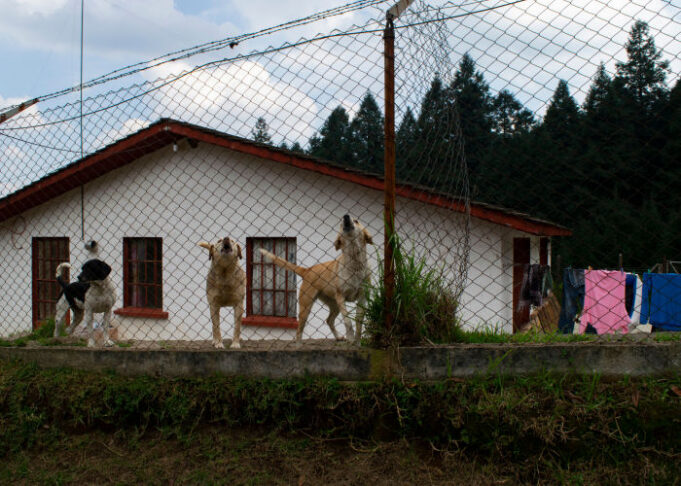 How To Stop A Dog From Escaping & Why it Happens