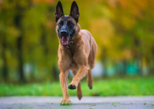 Belgian Malinois Dog Breed Profile – Top Dog Tips