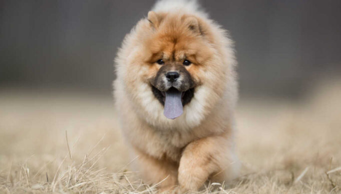 Utility Dog Breeds: Meet These 10 Useful & Adorable Dogs!