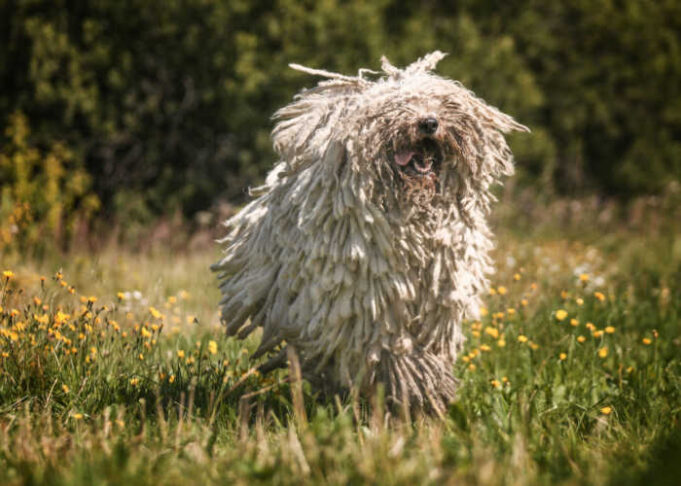 11 Funny Dog Breeds That'll Make You Laugh – Top Dog Tips