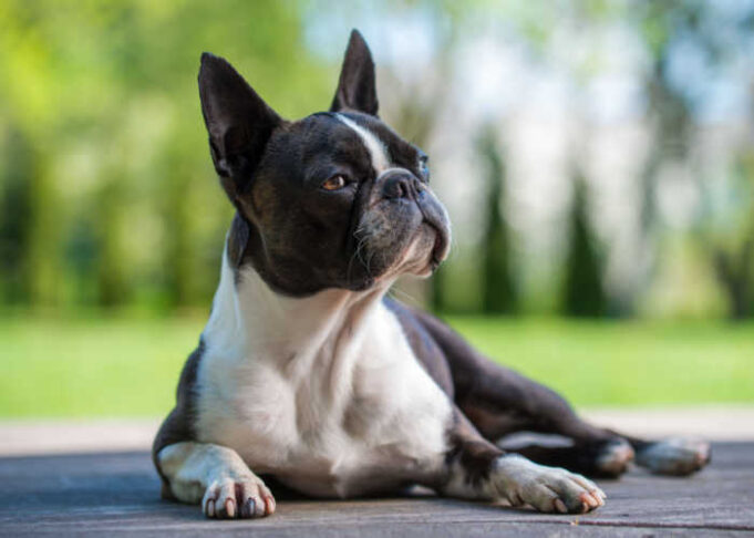 Boston Terrier Dog Breed Profile – Top Dog Tips