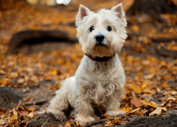 15 Adorable Small White Dog Breeds – Top Dog Tips