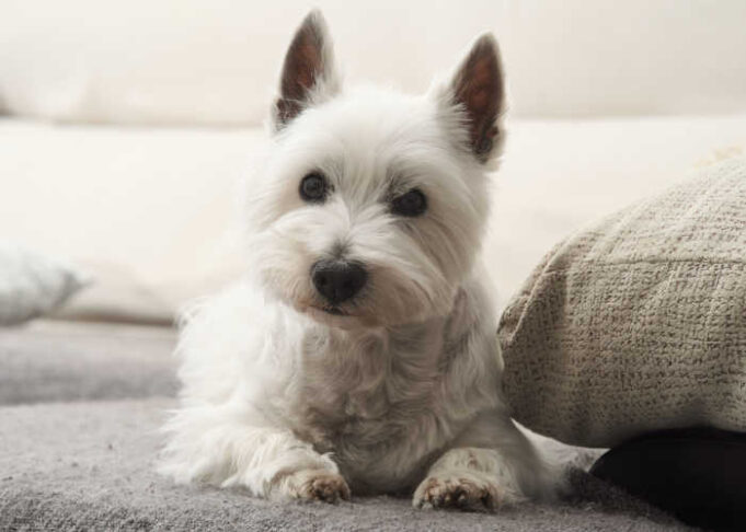 West Highland White Terrier Dog Breed Profile – Top Dog Tips