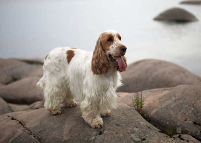 English Cocker Spaniel Dog Breed Profile – Top Dog Tips