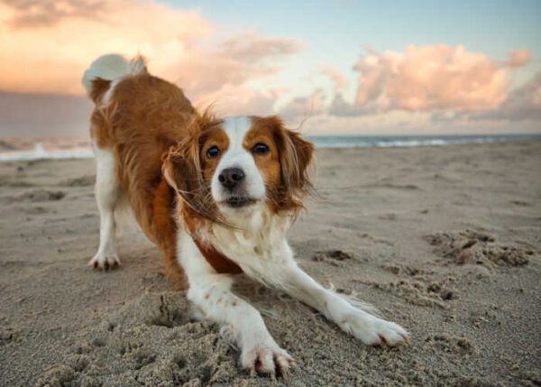 Utility Dog Breeds: Meet These 10 Useful & Adorable Dogs!