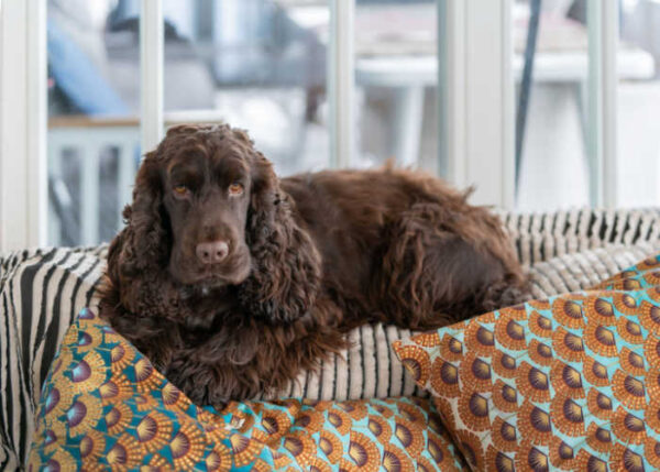 English Cocker Spaniel Dog Breed Profile – Top Dog Tips