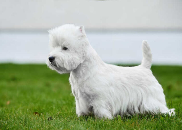 West Highland White Terrier Dog Breed Profile – Top Dog Tips