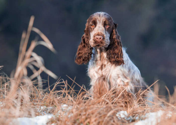 English Cocker Spaniel Dog Breed Profile – Top Dog Tips