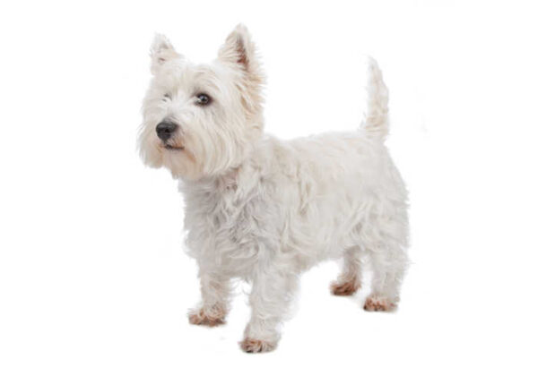 West Highland White Terrier Dog Breed Profile – Top Dog Tips