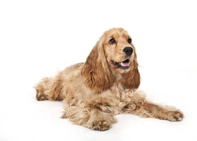 English Cocker Spaniel Dog Breed Profile – Top Dog Tips