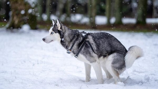 White Dog Poop: What Does It Mean? – Top Dog Tips