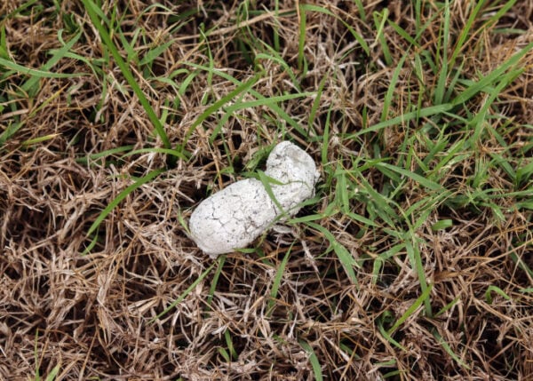 White Dog Poop: What Does It Mean? – Top Dog Tips