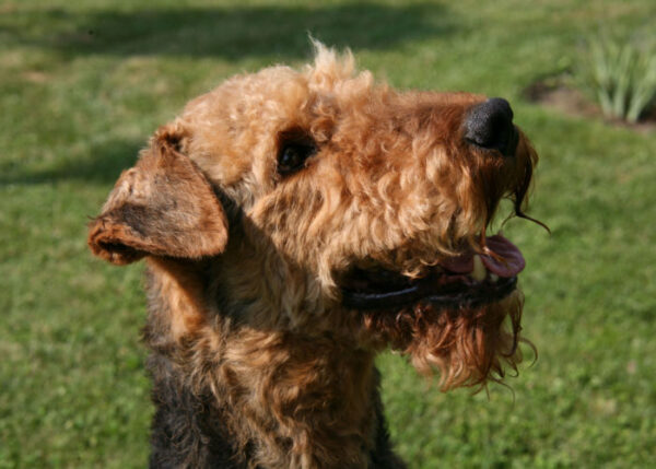 Airedale Terrier Dog Breed Profile – Top Dog Tips