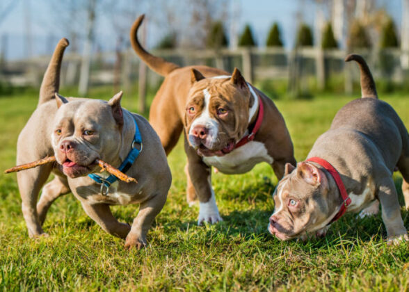 7 Dog Breed Groups: Your Ultimate Guide – Top Dog Tips