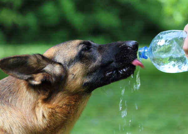 Dehydrated Dog Gums: How to Spot it and Treat it