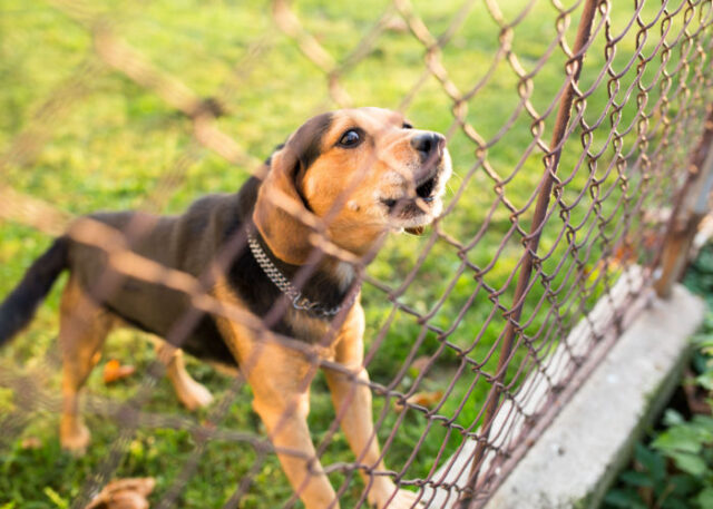 How To Stop A Dog From Escaping & Why it Happens