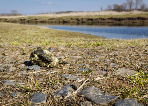 Green Dog Poop: What You Need to Know – Top Dog Tips