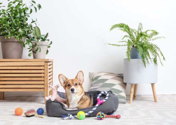 How To Stop A Dog From Escaping & Why it Happens