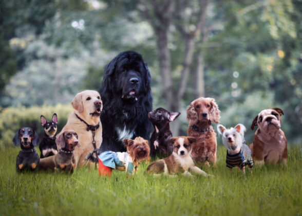 7 Dog Breed Groups: Your Ultimate Guide – Top Dog Tips