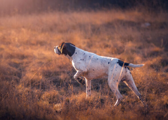 7 Dog Breed Groups: Your Ultimate Guide – Top Dog Tips