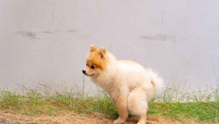 Green Dog Poop: What You Need to Know – Top Dog Tips