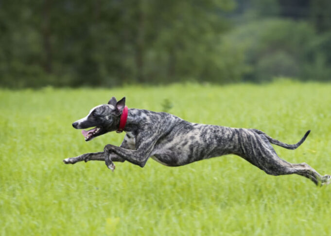 7 Dog Breed Groups: Your Ultimate Guide – Top Dog Tips