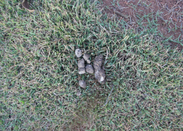 Green Dog Poop: What You Need to Know – Top Dog Tips