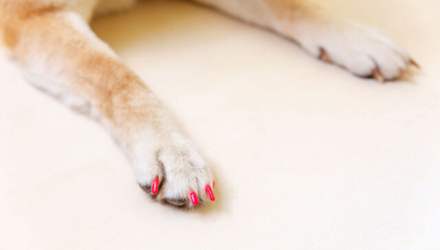 Human Nail Polish on Dogs: Is It Safe? – Top Dog Tips