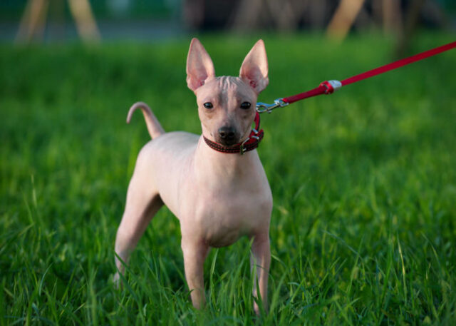 25 Most Affordable Low-Cost Dog Breeds That Anyone Can Adopt
