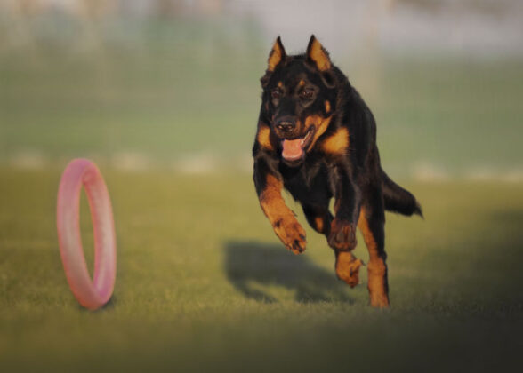 Beauceron Dog Breed Profile – Top Dog Tips