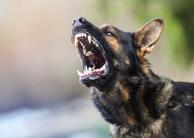 Dog Boarding For Aggressive Dogs – Top Dog Tips