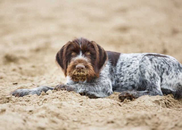 German Wirehaired Pointer Dog Breed Profile – Top Dog Tips
