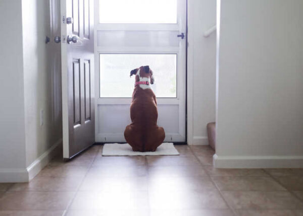 Dog Sitting Tips: Beginner's Guide For Pet Sitters – Top Dog Tips