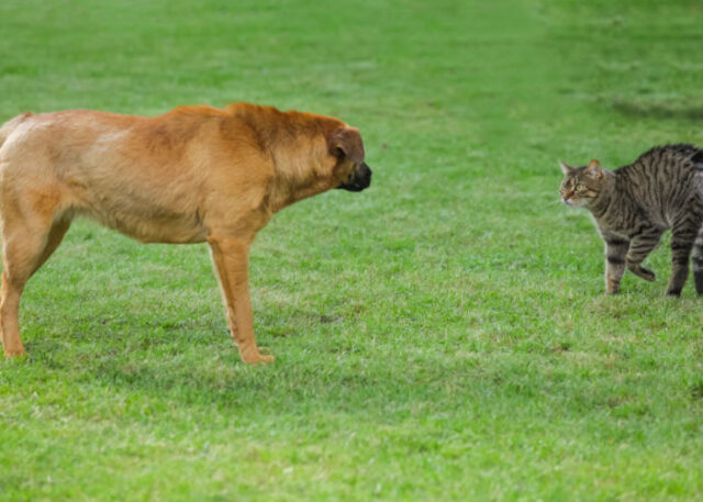 Dog Got Scratched By A Cat: Should I Be Worried? – Top Dog Tips