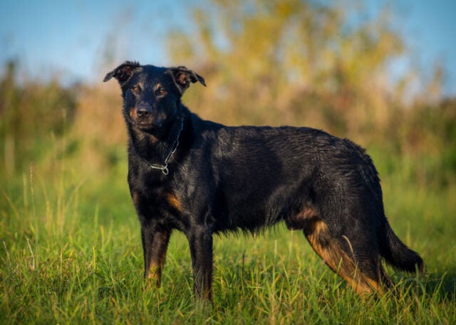 Beauceron Dog Breed Profile – Top Dog Tips