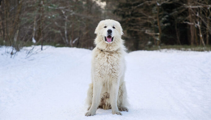 Great Pyrenees Dog Breed Profile – Top Dog Tips