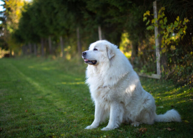 Great Pyrenees Dog Breed Profile – Top Dog Tips